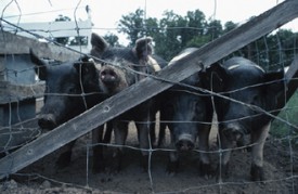 Methane gas ignited hog farm explosion - JusticeNewsFlash.com