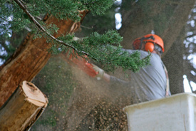 Florida Landscaper Suffers Head Injury in Semi-Truck, Cherry Picker ...