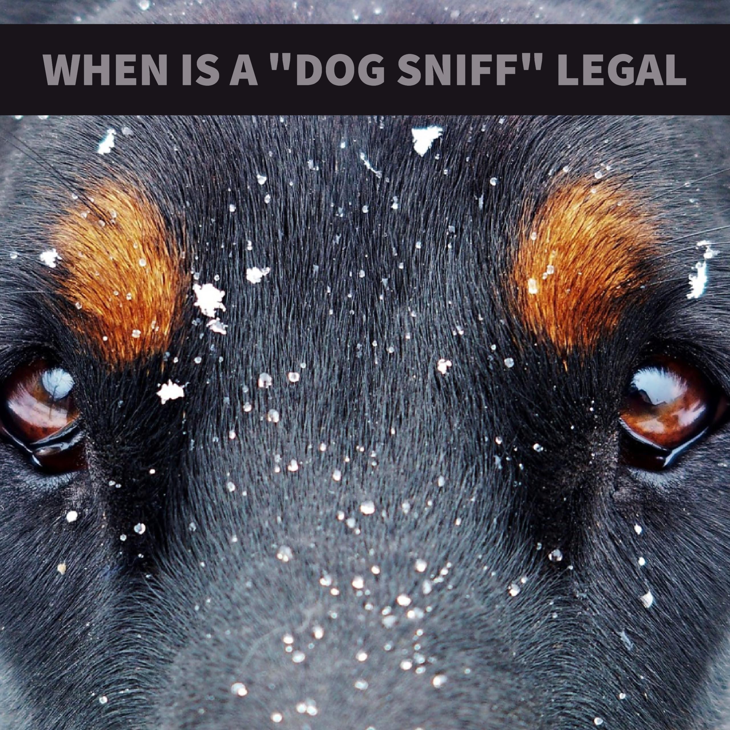 Dallas Drug Defense Attorney Explains When a Dog Sniff Violates Your ...